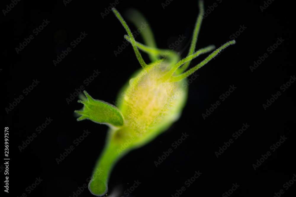 Hydra is a genus of small, fresh-water animals of the phylum Cnidaria ...