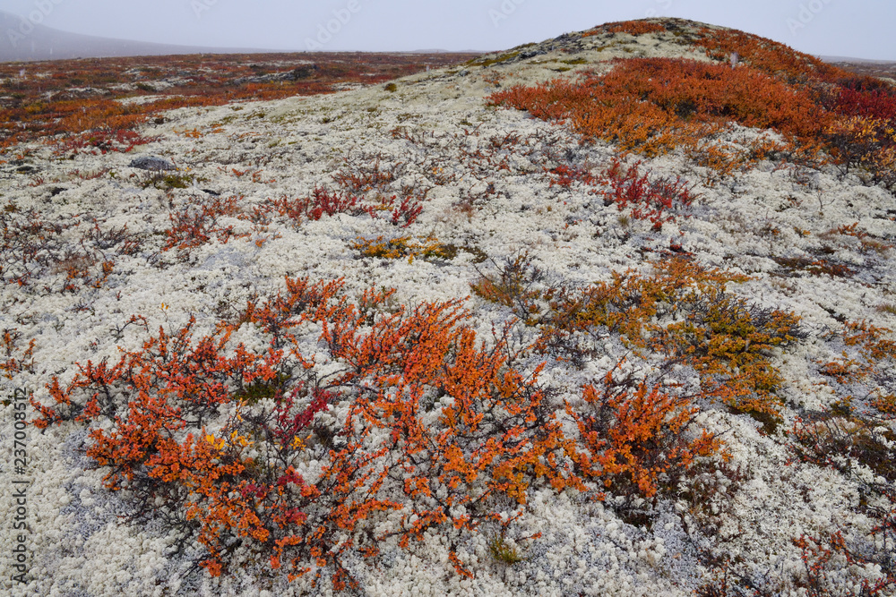 Tundra Dwarf Shrubs