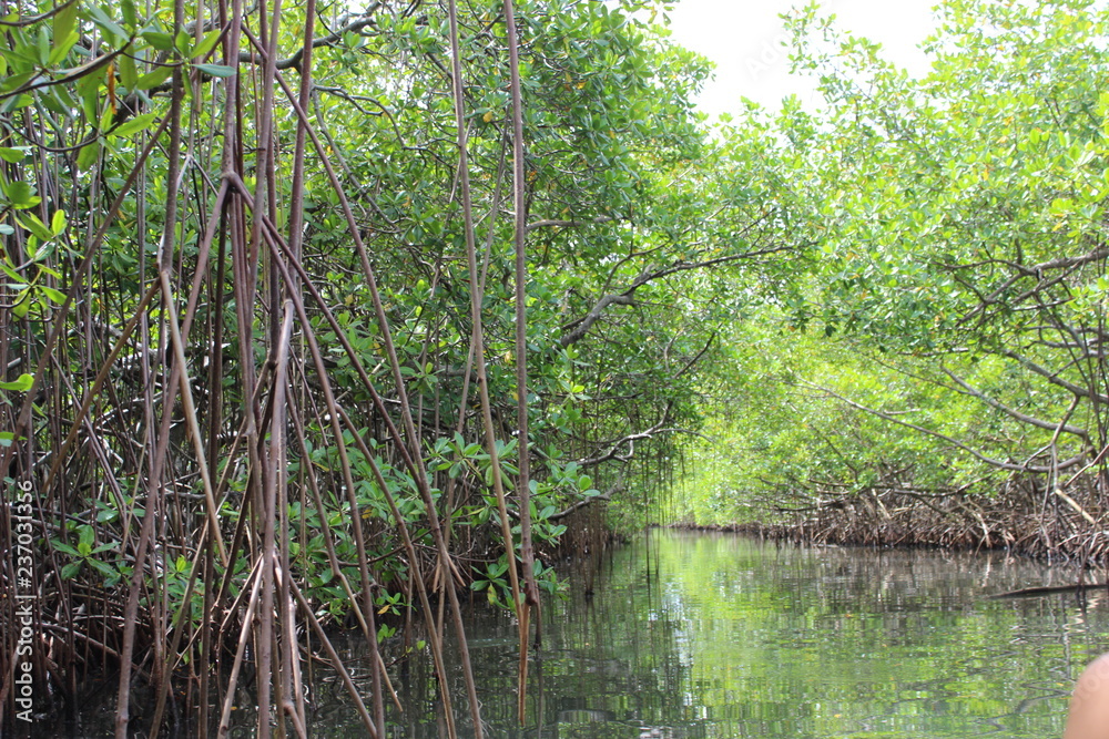 Foret tropicale et climat équatoriale dans une mangrove en Martinique ...