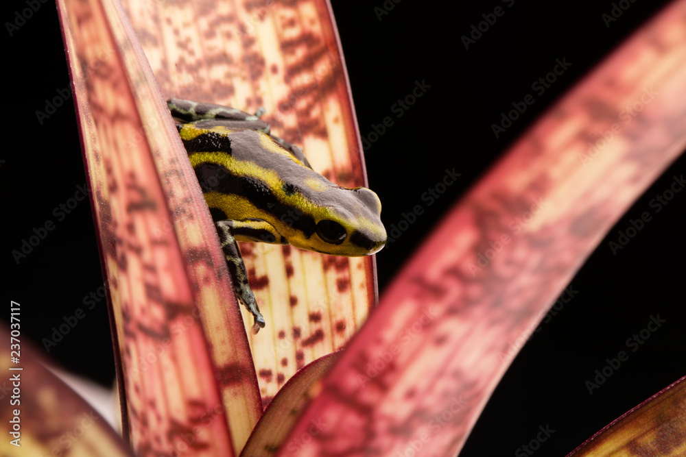 Poison arrow or dart frog, Oophaga pumilio. A small poisonous animal ...
