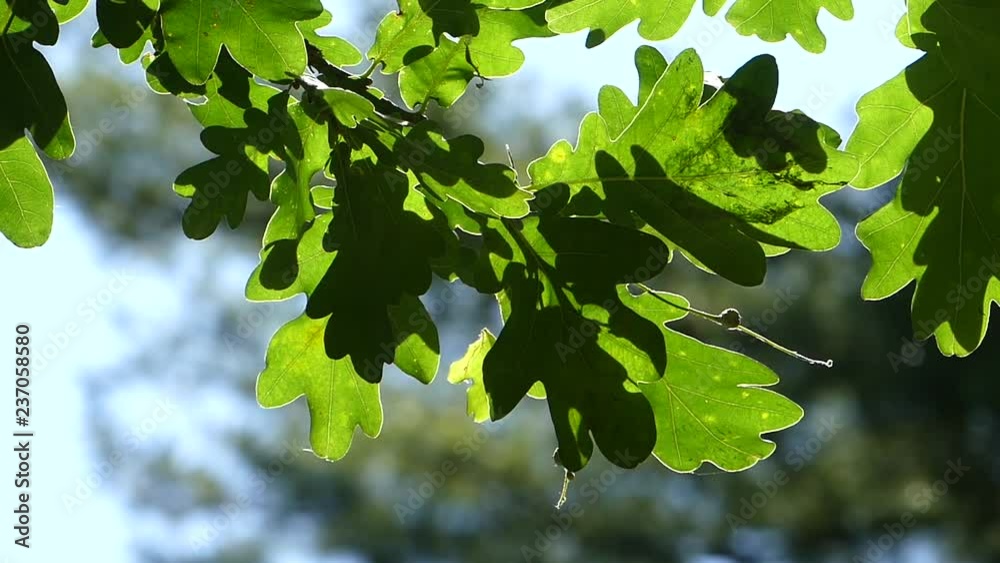 Beautiful oak leaves and summer sun. Oak leaves. Green oak leaves. Sun ...