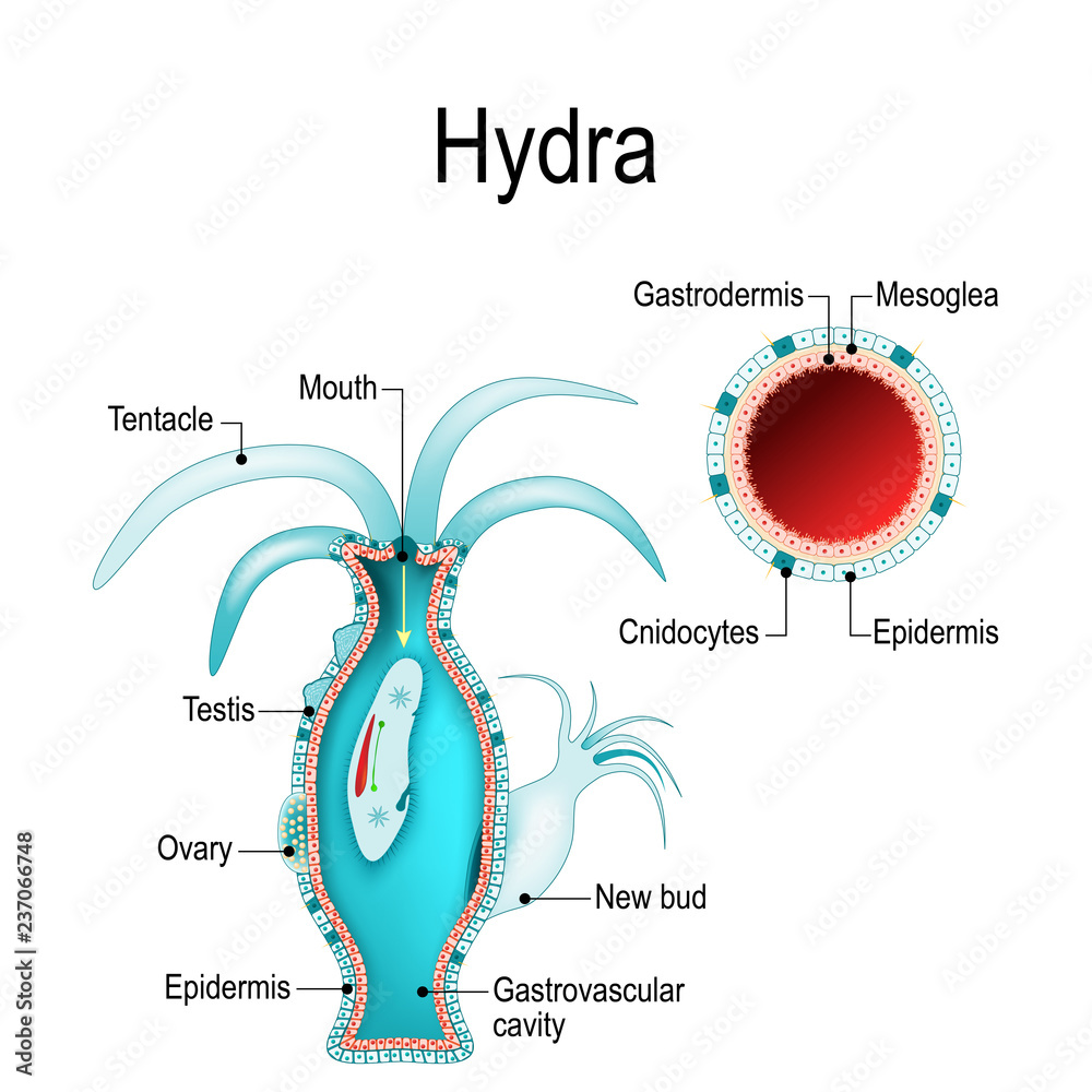 hydra anatomy. Cnidaria. Vector illustration Stock Vector | Adobe Stock