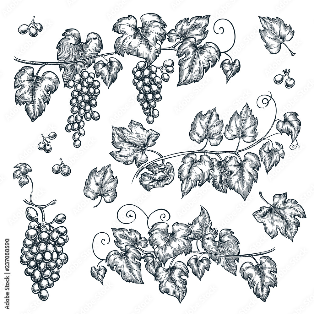 Grape vine sketch vector illustration. Hand drawn isolated design elements Stock Vector | Adobe ...