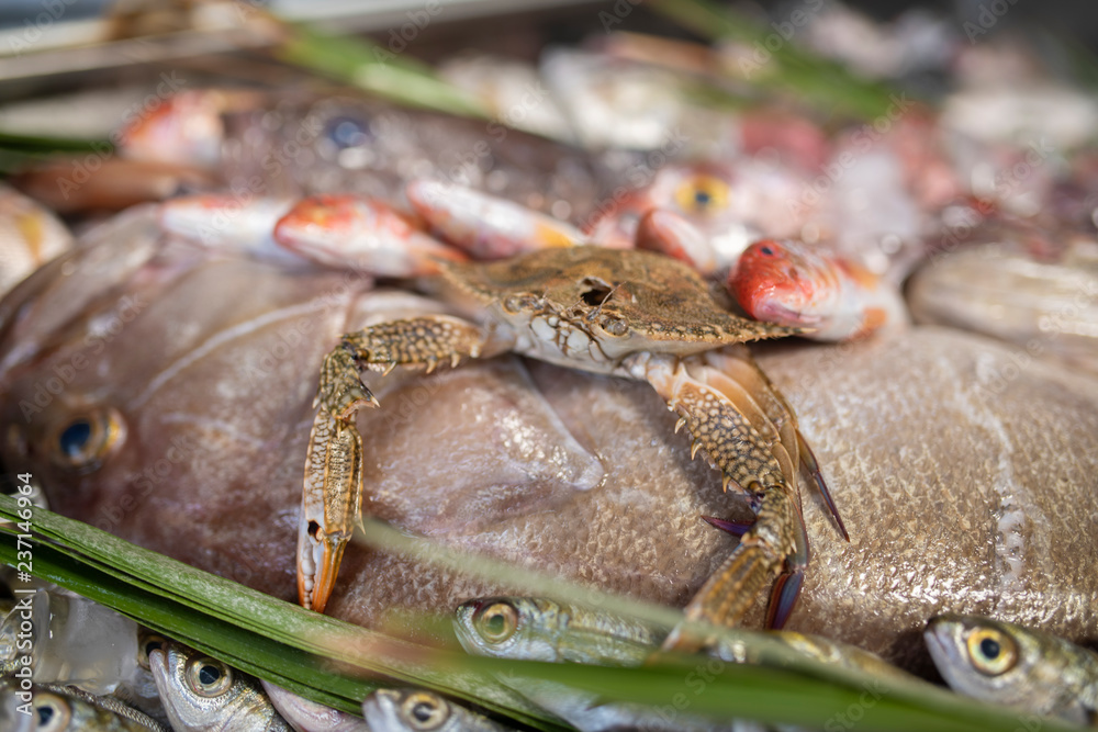 Lobster, octopus, red mullet, boops boops, sea bass, sea bream, white ...