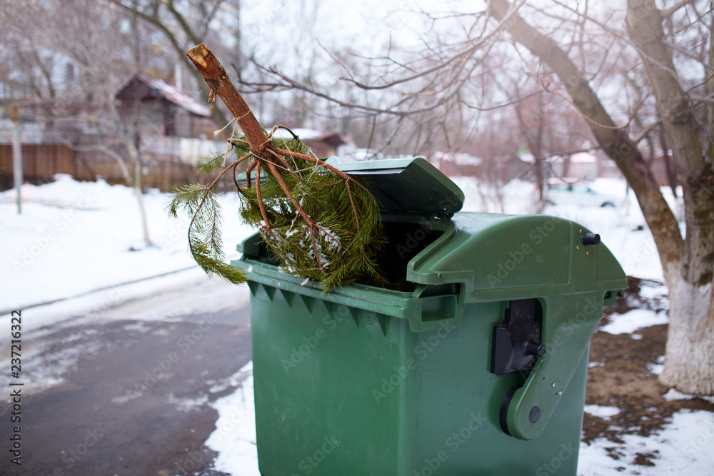 End of Christmas. Used and abandoned cutted fir tree in garbage bin ...