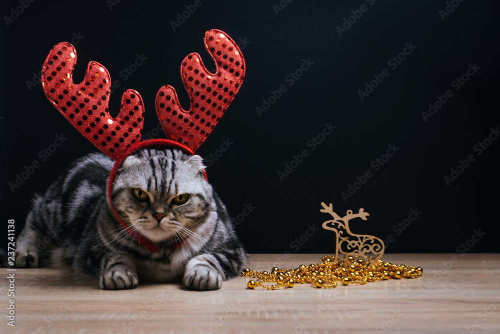 Photo Art Print British plush cat in deer horns. Christmas background VaLife