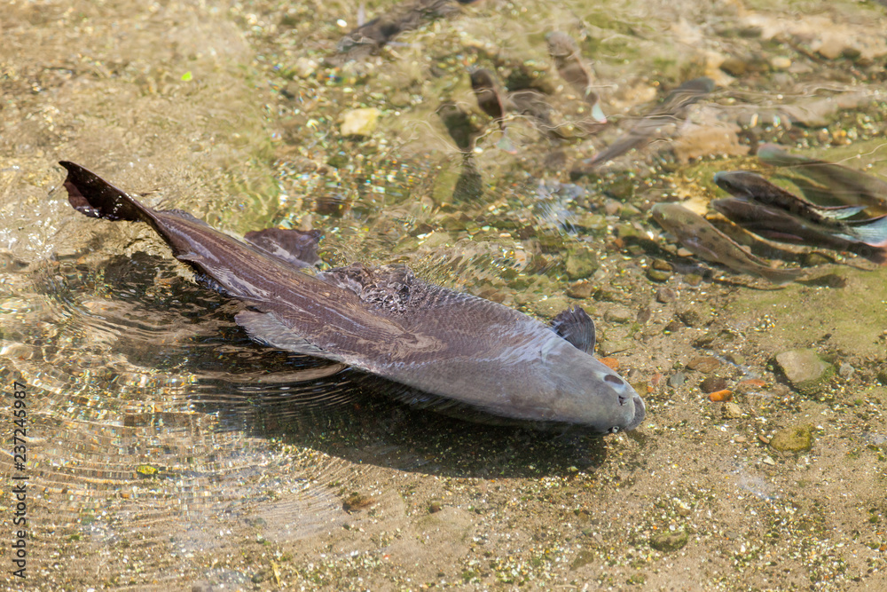 Tambaqui, or Colossoma macropomum, or black pacu, black-finned pacu ...