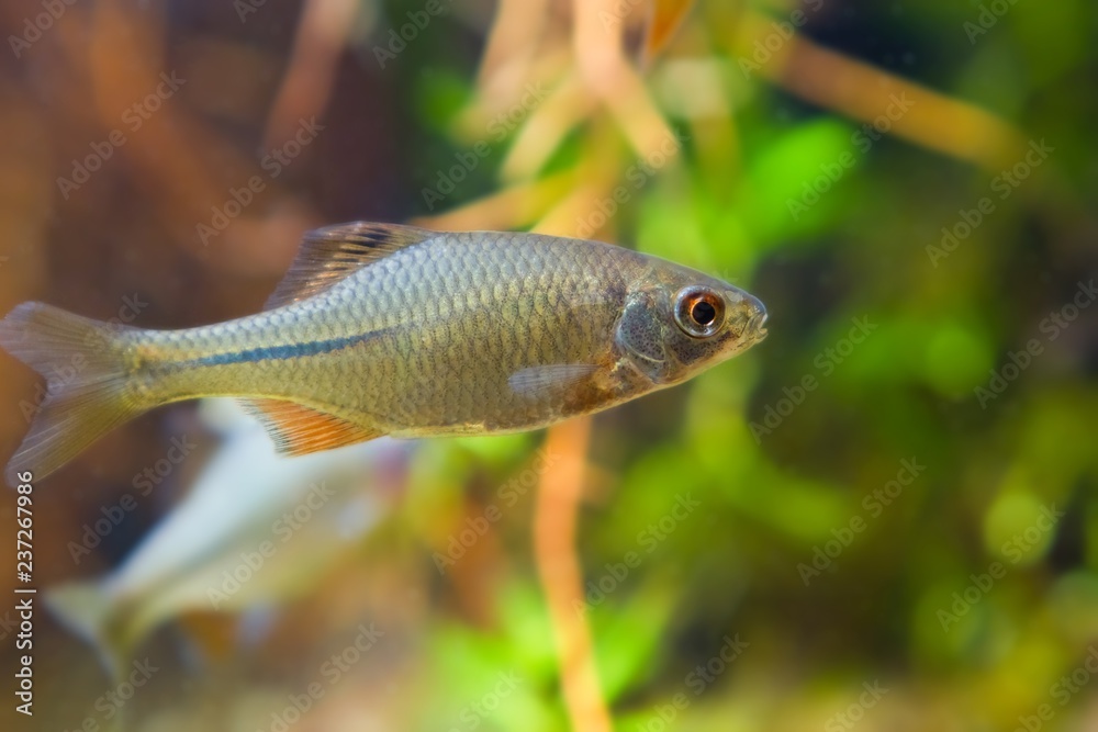 Rhodeus amarus, European bitterling, young male ornamental freshwater ...