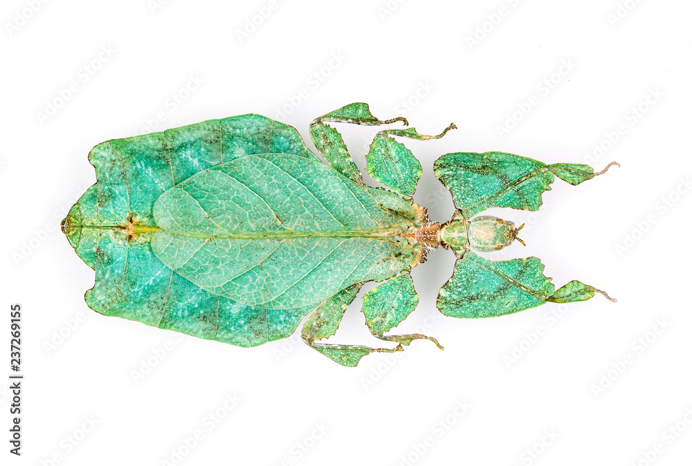 macrophotograph of a Phyllium giganteum on a white background Stock ...