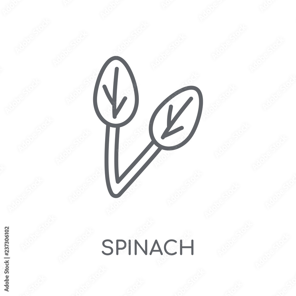 Spinach linear icon. Modern outline Spinach logo concept on white ...