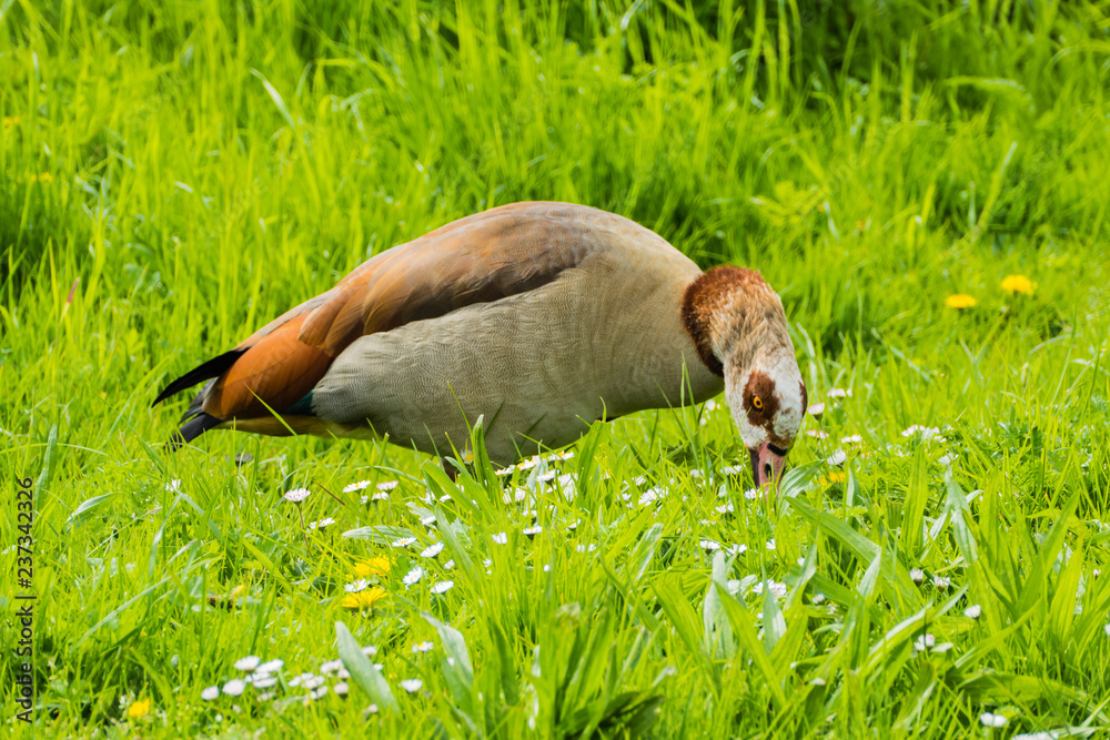 Fressende Nilgans Stock-Foto | Adobe Stock