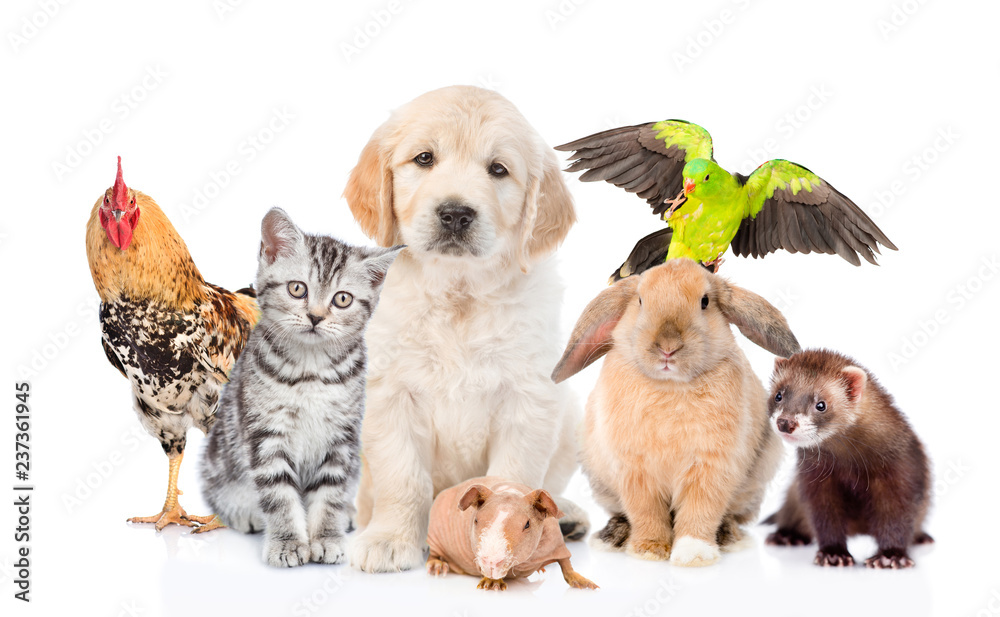 Large group of pets together in front view. Isolated on white ...