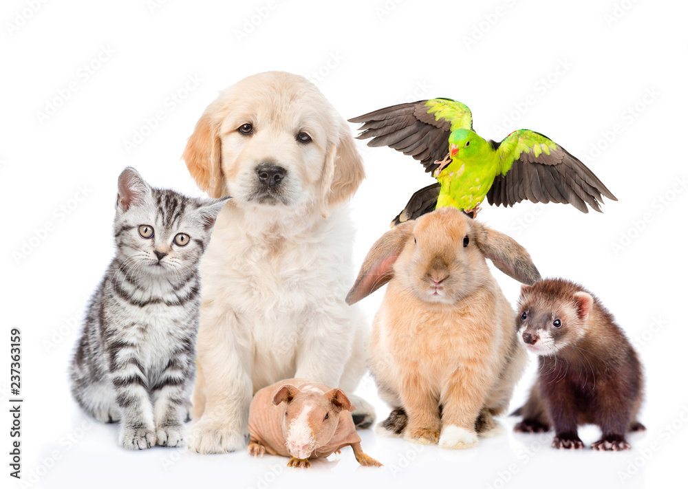 Group of pets together in front view. Isolated on white background ...