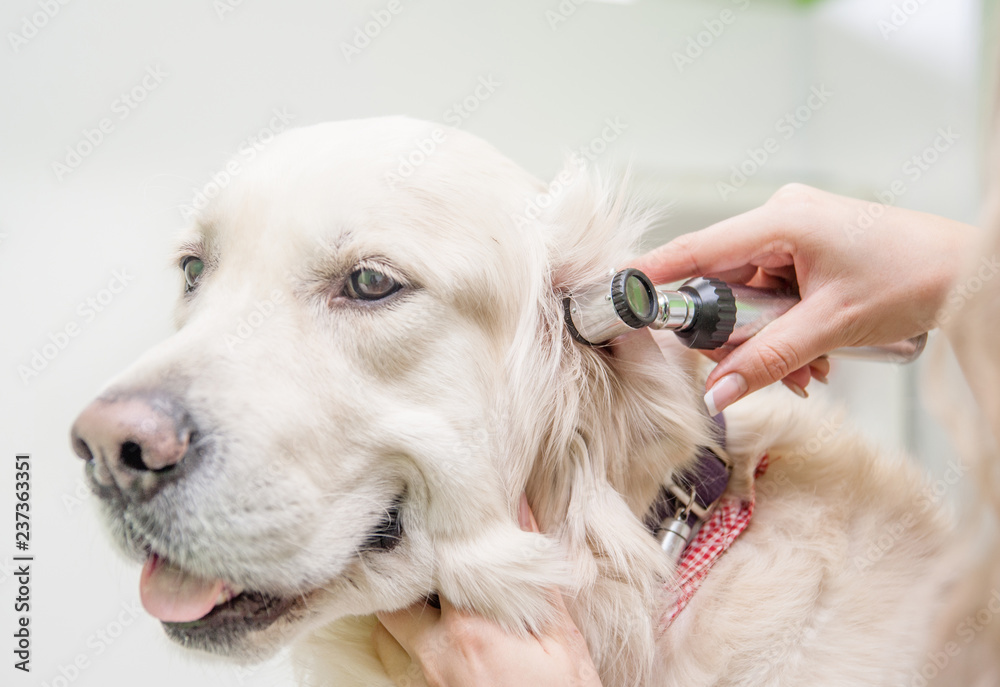 Vet examining dog with otoscope Stock Photo | Adobe Stock