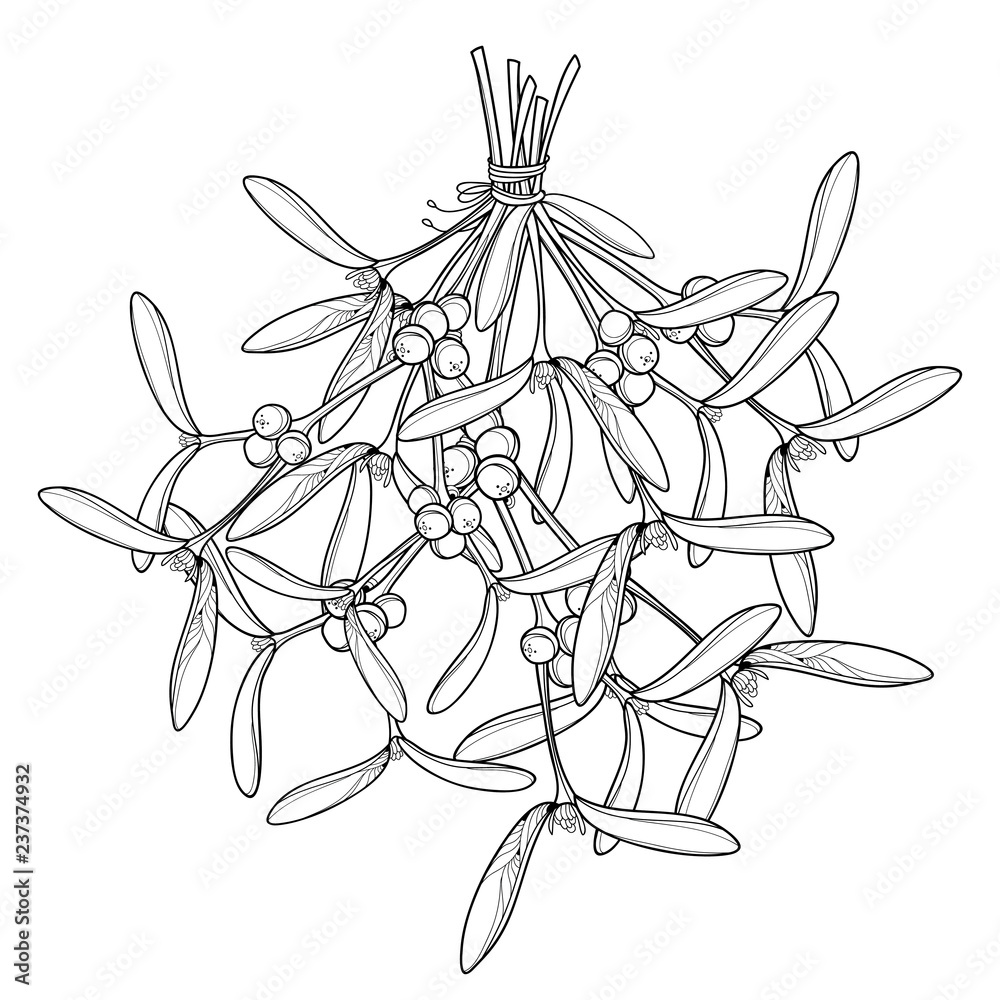 Poster Vector bunch with outline hanging Mistletoe branch in black ...