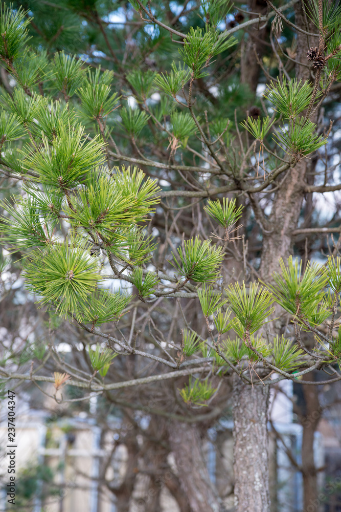 Closeup detail of needle leaves of the Japanese Black Pine. Shallow ...