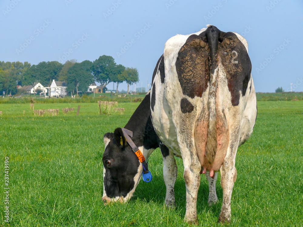 Grazing black pied cow from behind with number and dried manure on ...