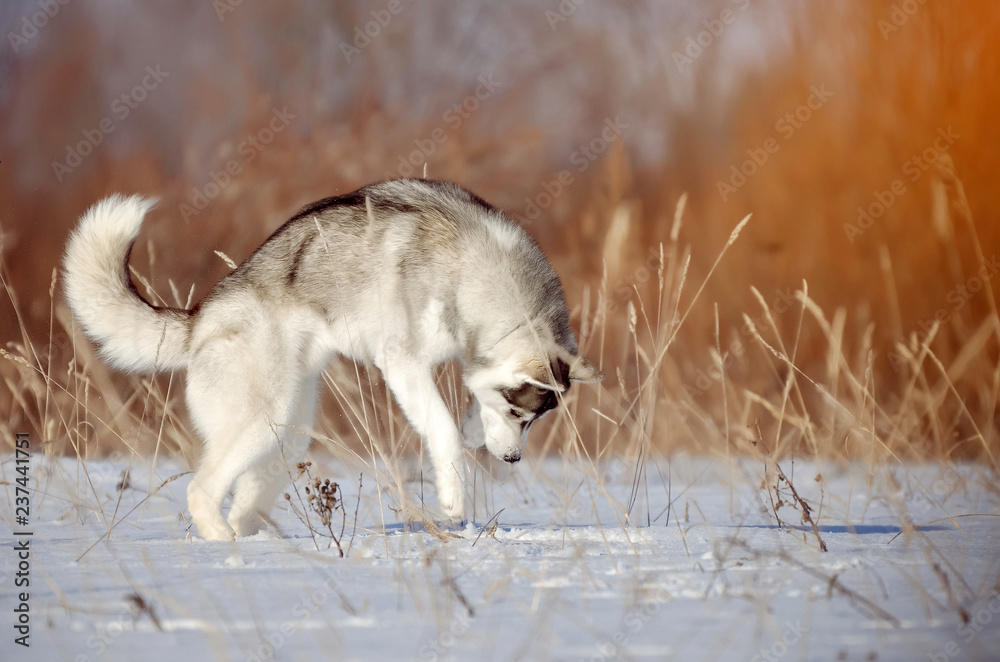 How Do Siberian Husky Hunt