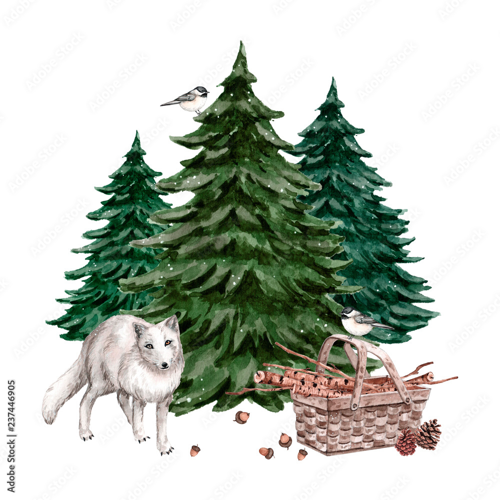 White wolf in the fores of fir-trees, basket with wooden braches and ...