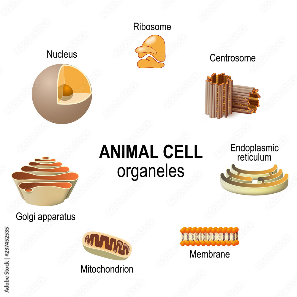 organelles of animal cells Stock Vector | Adobe Stock