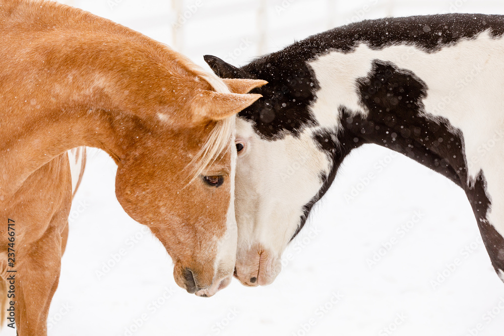 Two Horses Touching Noses Drawing
