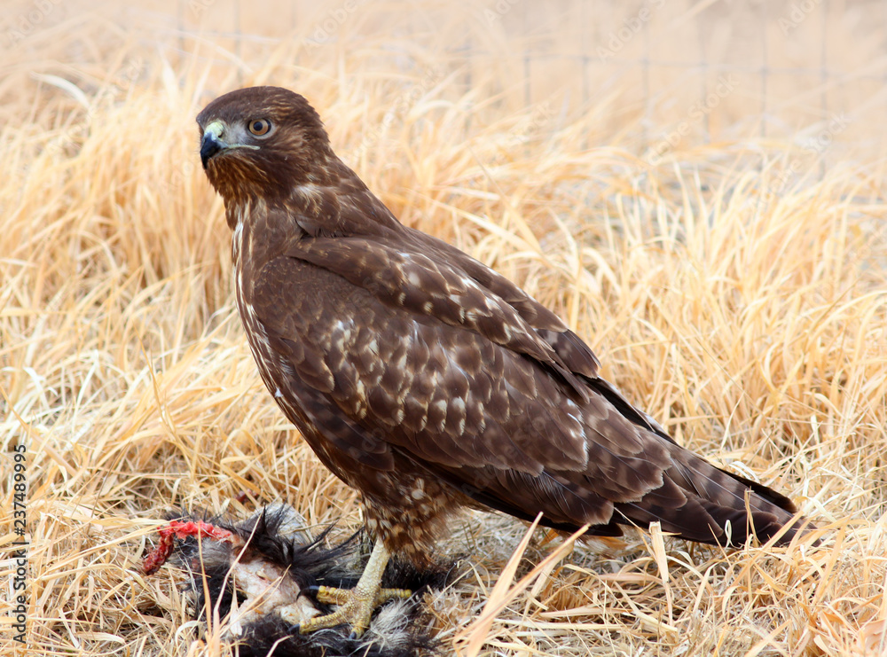 Do Hawks Eat Squirrels