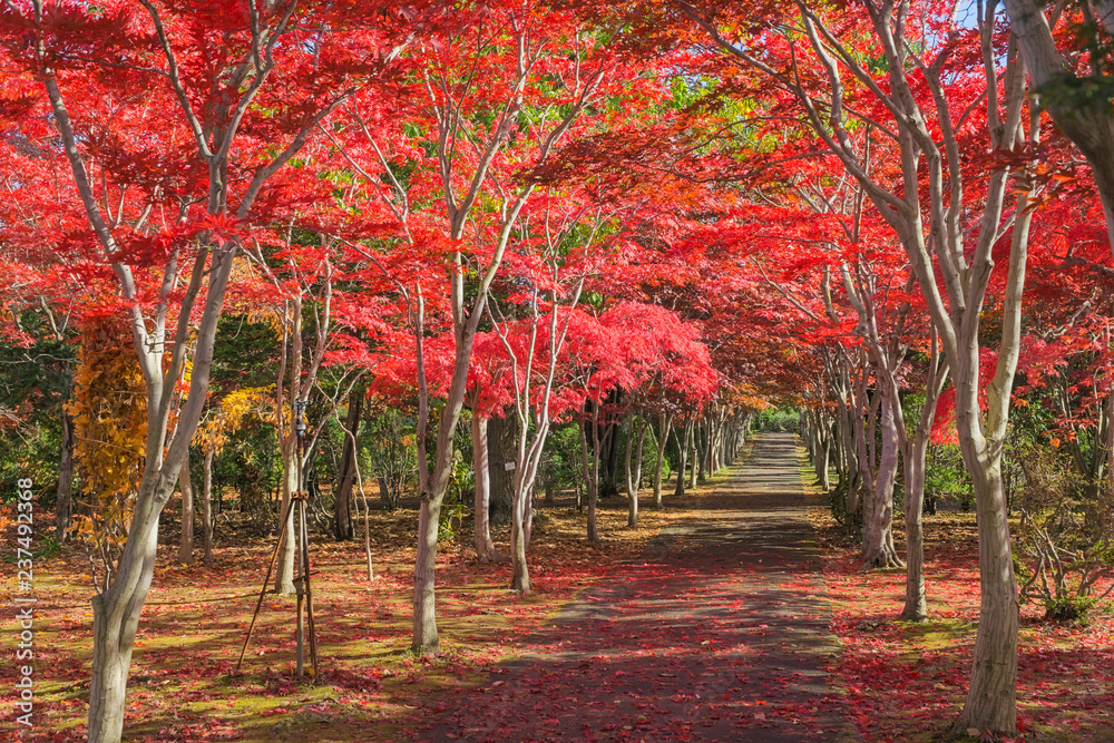 Foto de Hiraoka Tree Art Center in Sapporo, Hokkaido, Japan do Stock ...