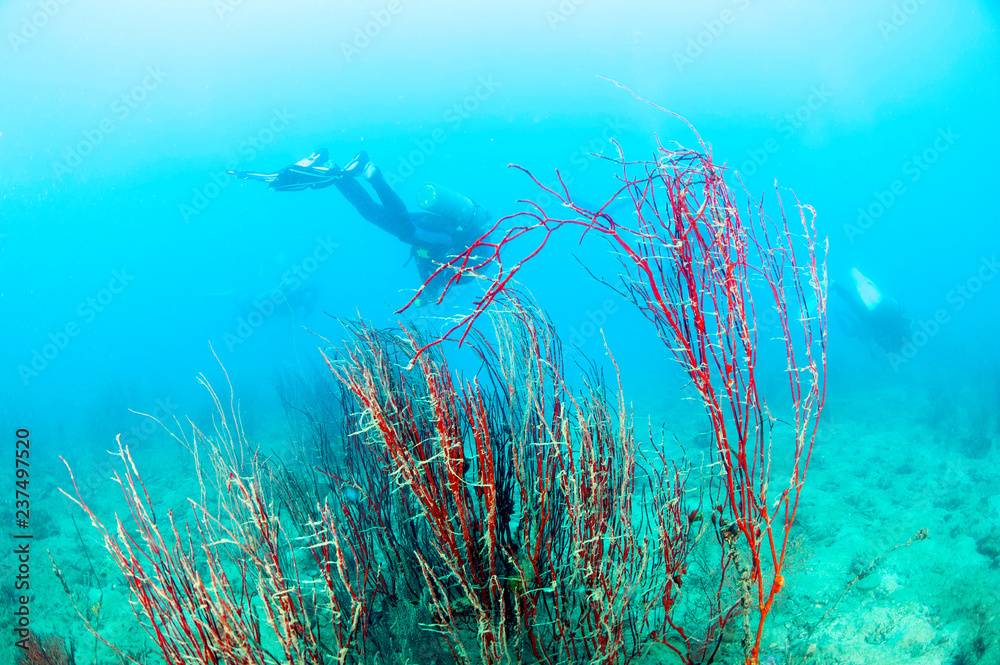 Group of red sea fan, hard coral on coral reefs in front of scuba diver ...