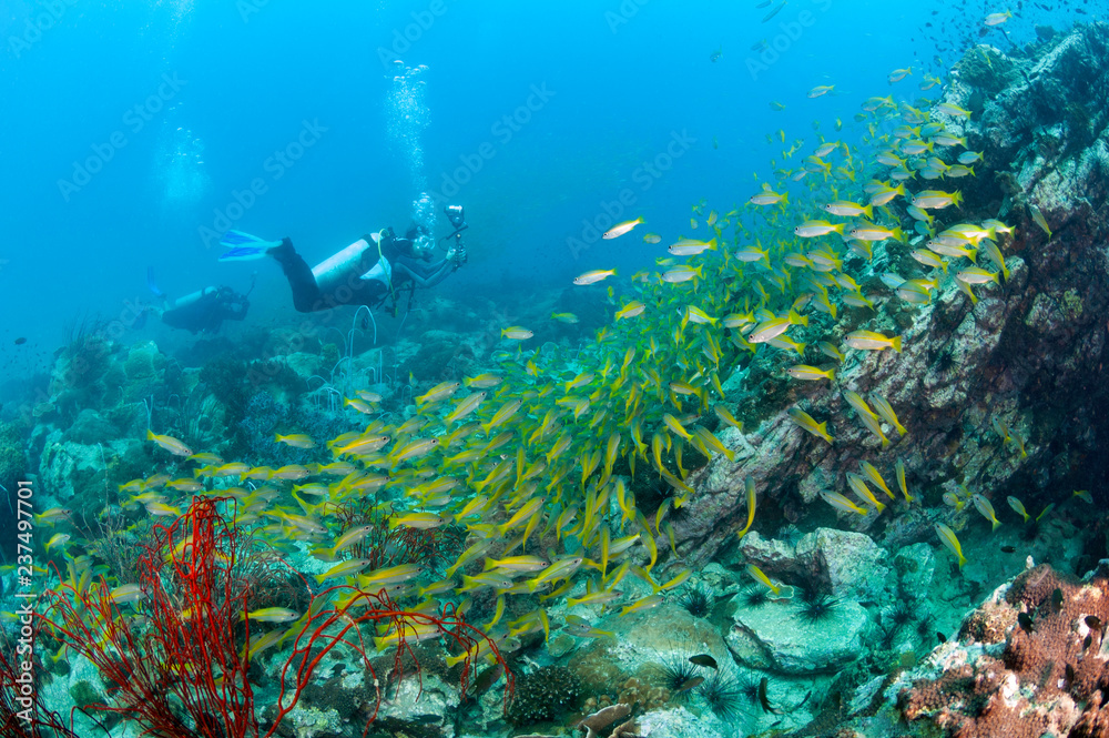 Yellow Eye Snapper