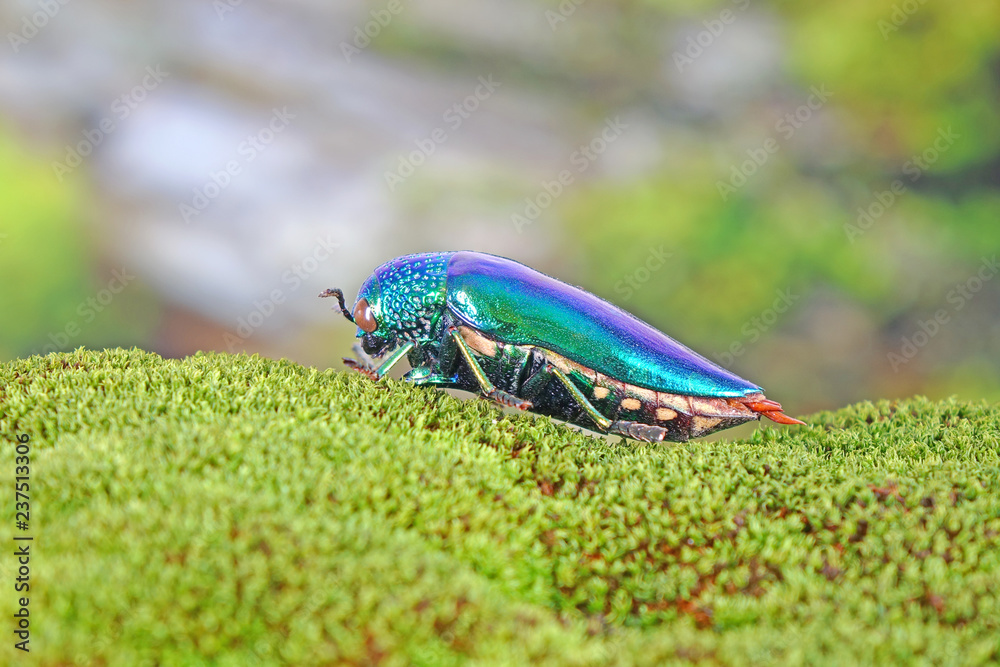 Jewel beetles or metallic wood-boring beetles : One of the World's most ...