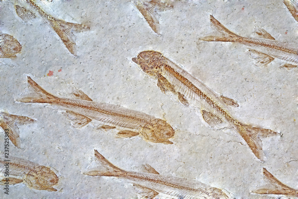 Póster Fossil : Lycoptera Fish fossil from Liaoxi China, its lived from ...