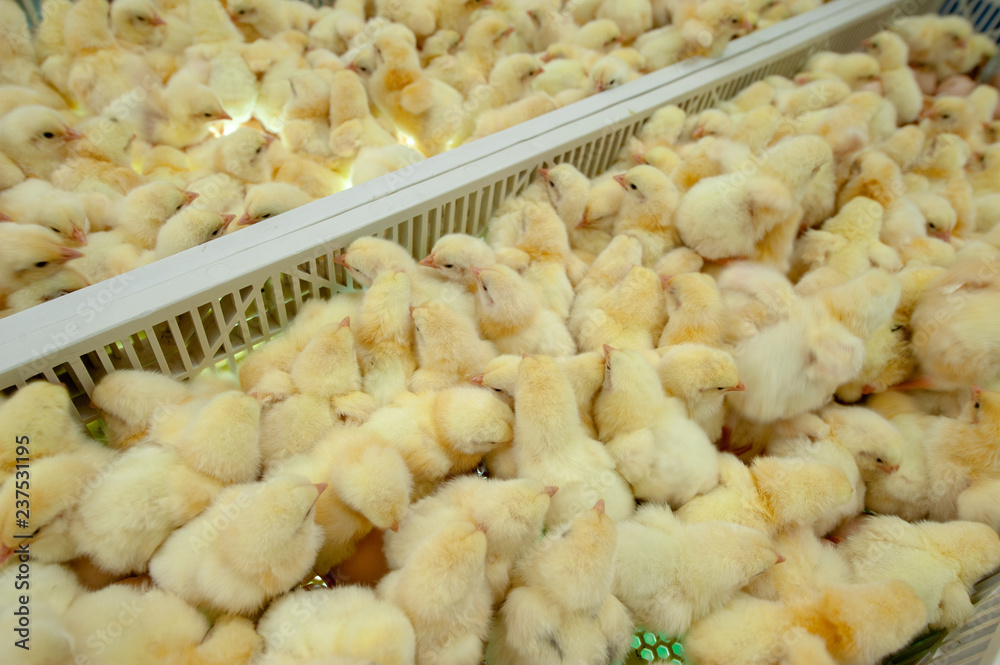 Baby chicks just coming out from Trays of broiler egg production ...