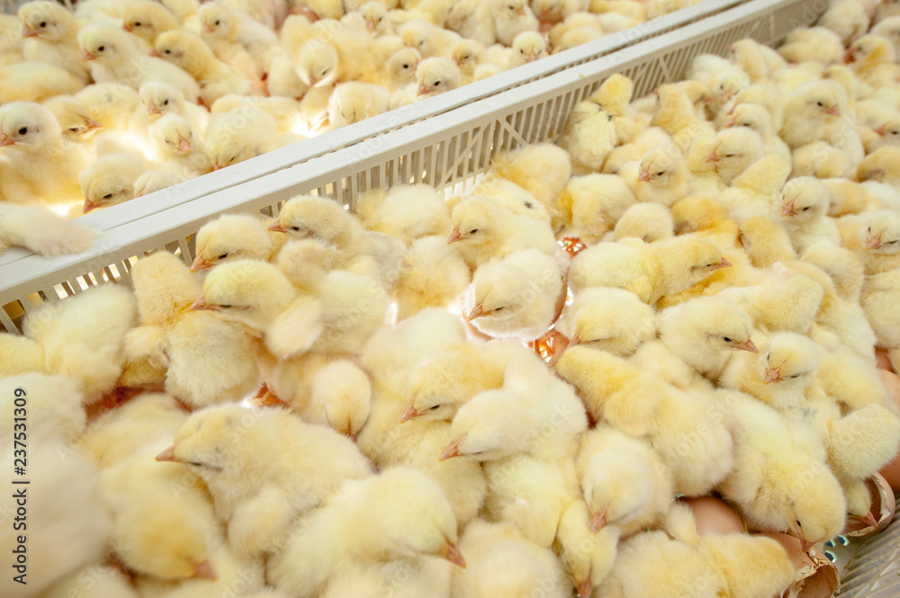 Baby chicks just coming out from Trays of broiler egg production ...