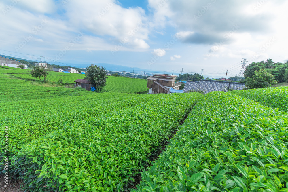 Fresh green tea farm in spring , Row of tea plantations (Japanese green ...