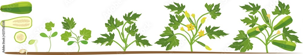 Obraz Life cycle of zucchini plant. Growth stages from seeding to ...