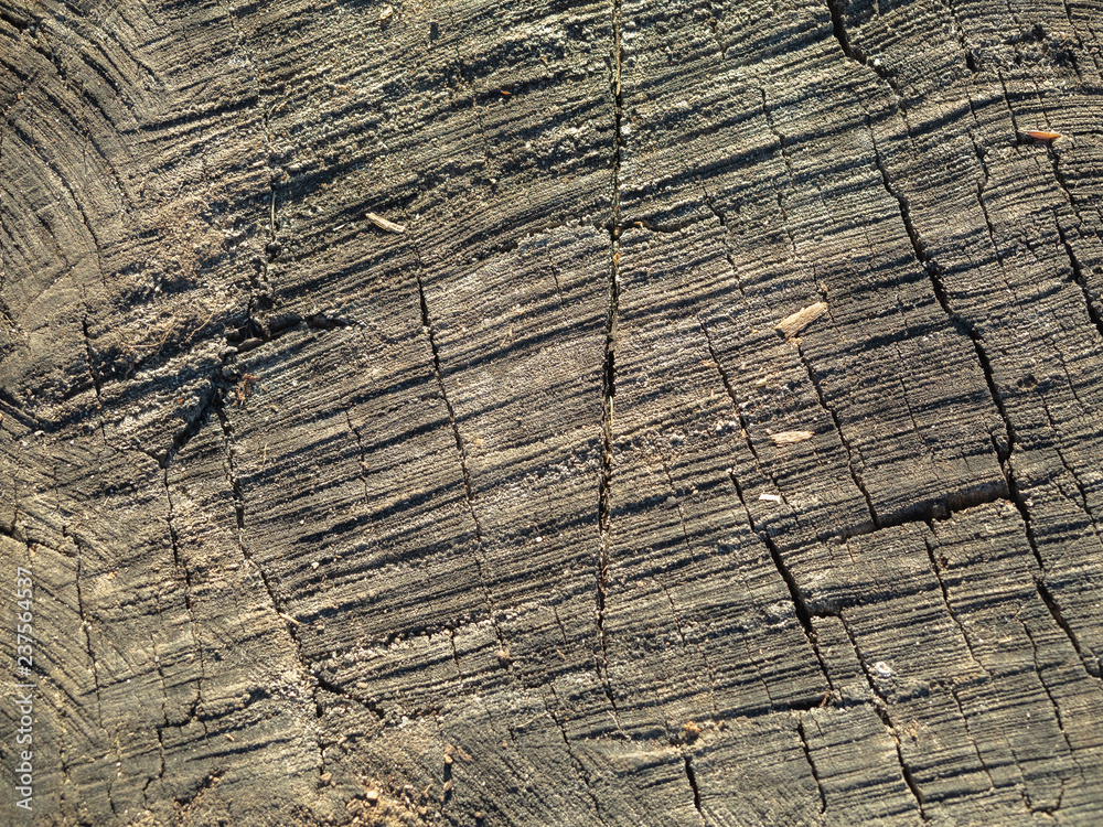 Grey wood texture, close up. Striped wooden surface background. An old ...