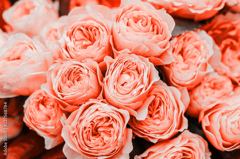 Coral Colored Flowers