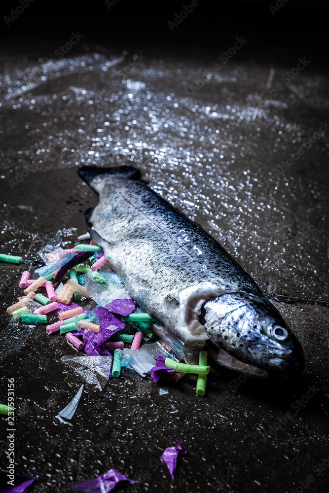 Plastik in Fisch Stock Photo | Adobe Stock