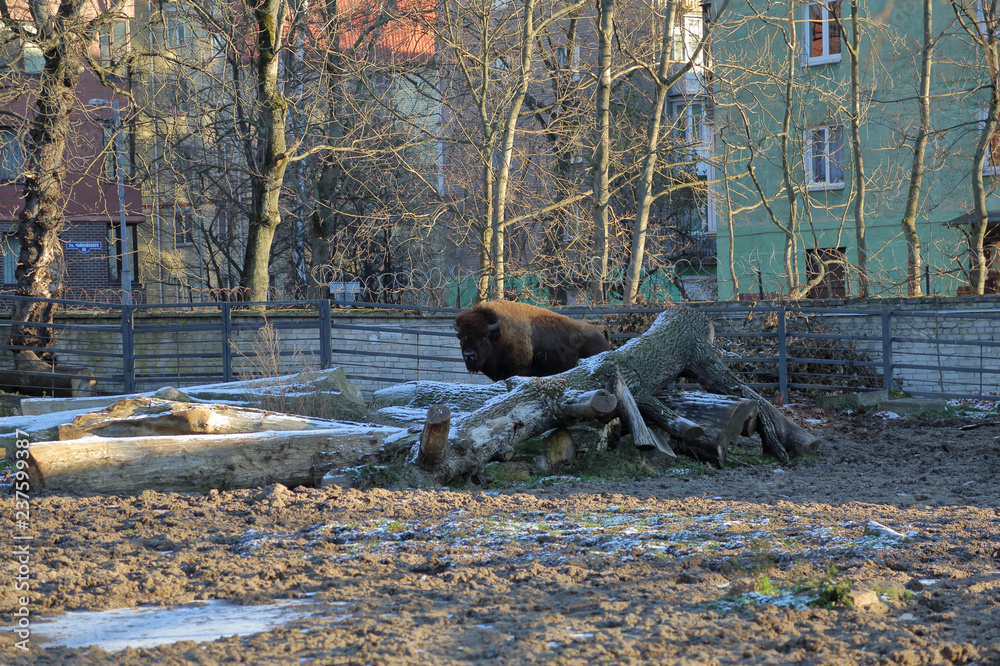 On the territory of the Kaliningrad city zoo. One of the largest and ...