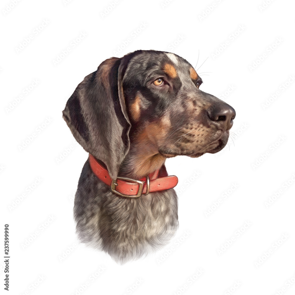 Cute dog isolated on white background. Portrait of a Handsome Hunting ...