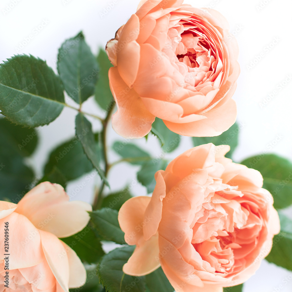 English garden three coral roses on a white background. Trendy color of ...