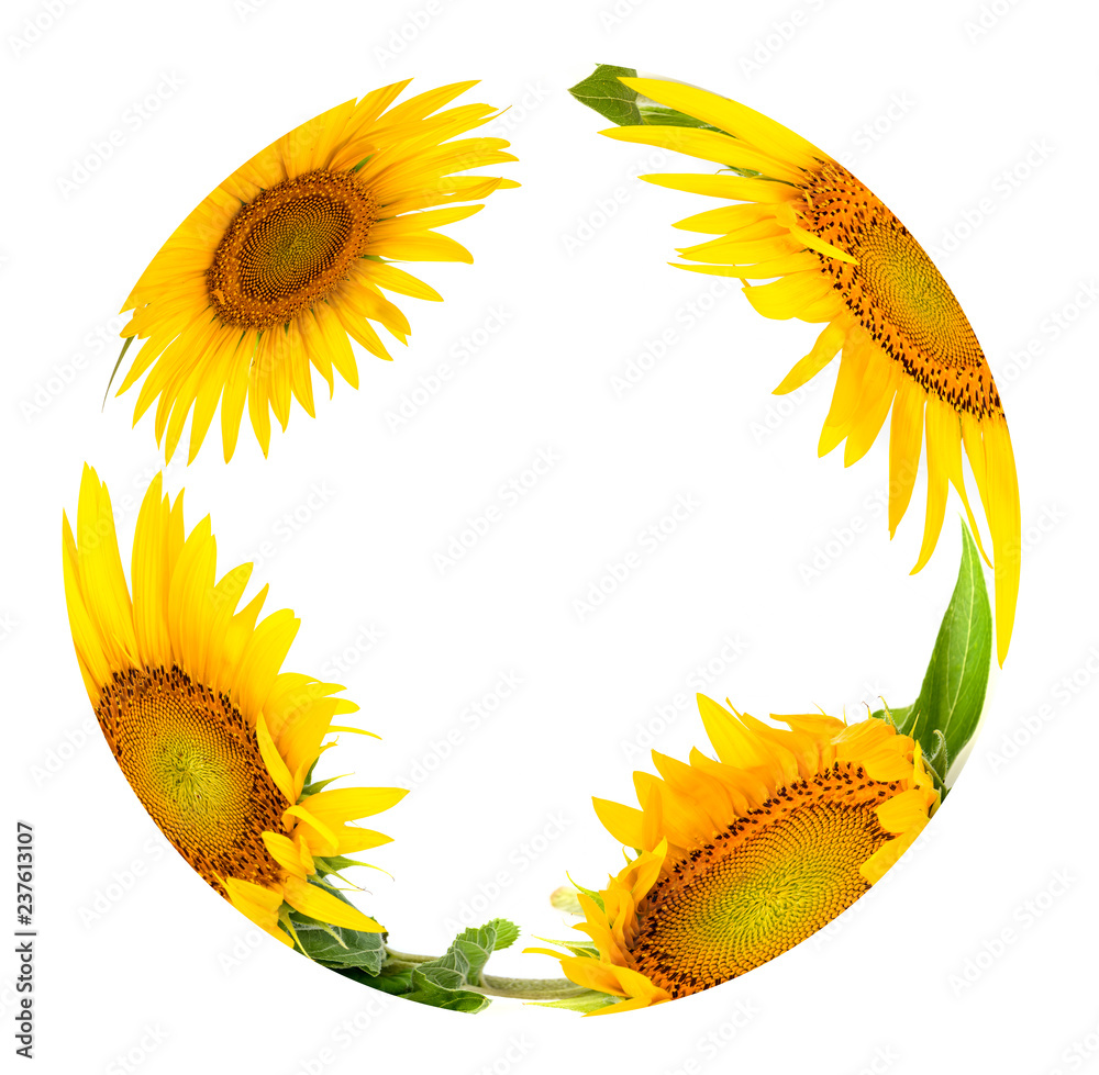sunflowers in the circle border Stock Photo | Adobe Stock