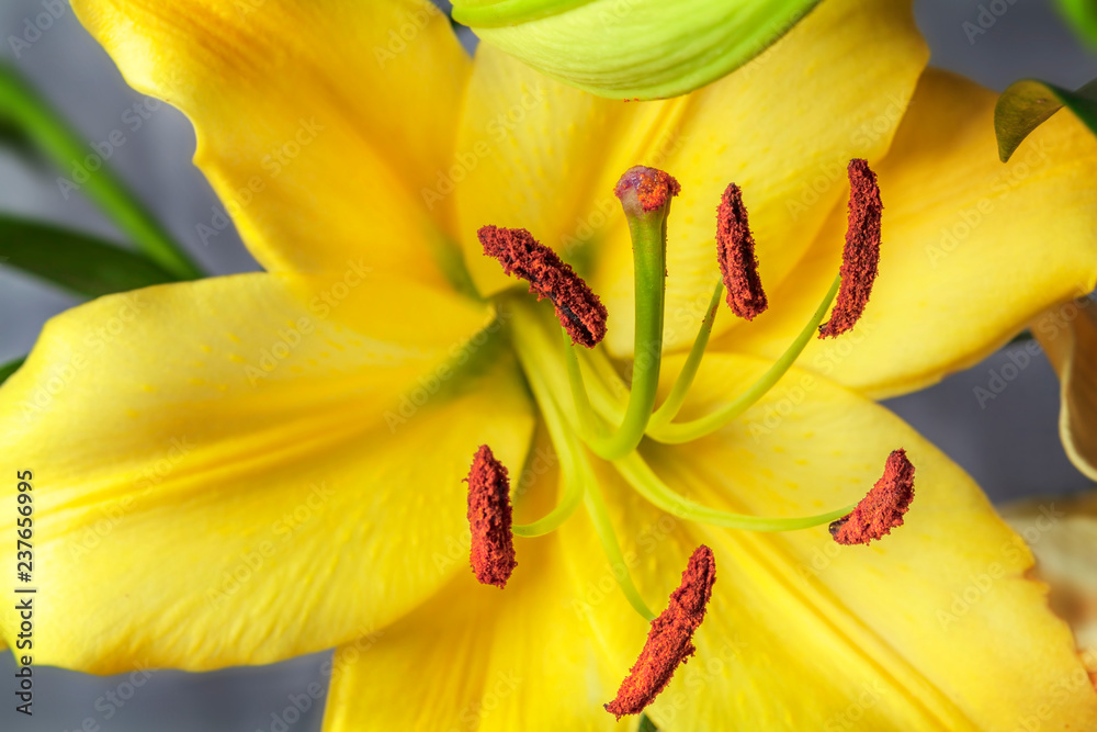 Pistil