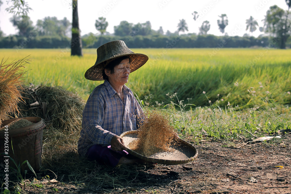 Chinese Rice Field Workers