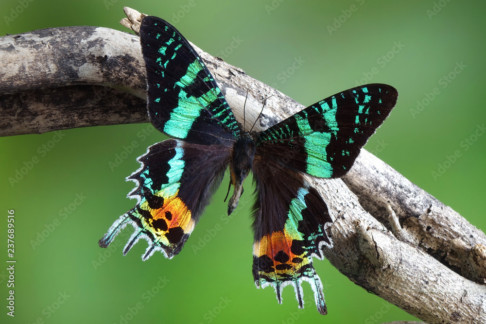 Madagascan Sunset Moth (Chrysiridia rhipheus) , One of world's most ...