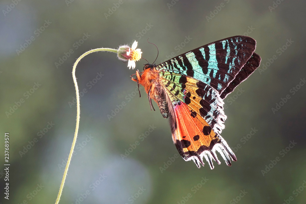 Madagascan Sunset Moth (Chrysiridia rhipheus) , One of world's most ...