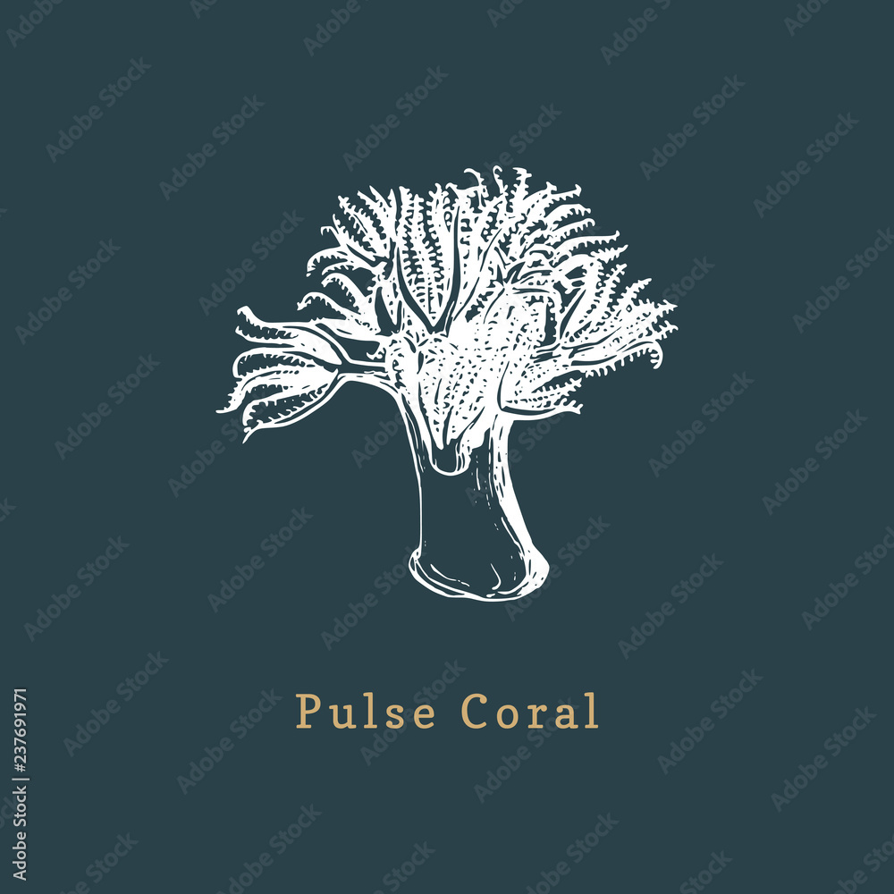 Pulse coral vector illustration. Drawing of sea polyp on dark ...