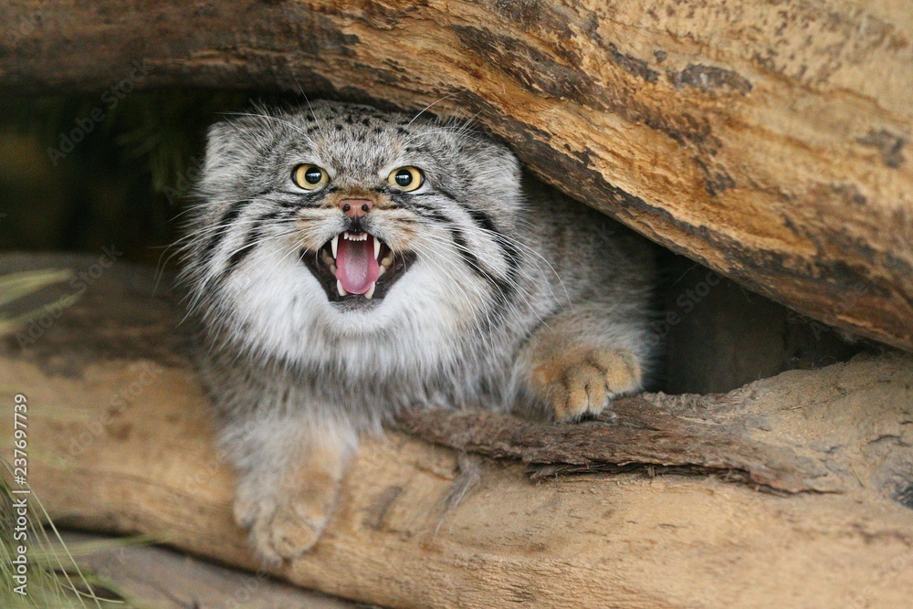Beautiful Manul cat in the shadow of his den. Manul in zoo during the ...