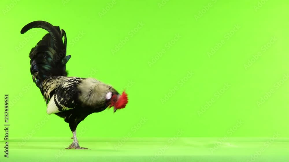 Rooster moves along the camera and crowing on a green screen. vídeo do ...