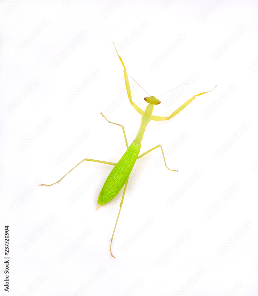 junge Ägyptische Gottesanbeterin / Pharaomantis (Miomantis paykullii ...